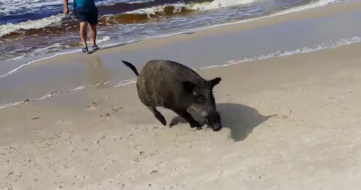 Let This Wild Boar Be Your Summer-Beach Inspiration