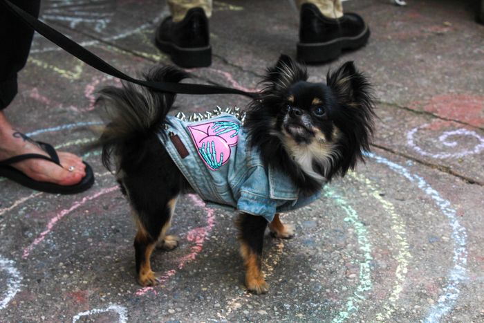 Photo Essay: Singers Bar’s Inaugural Doggy Drag Competition
