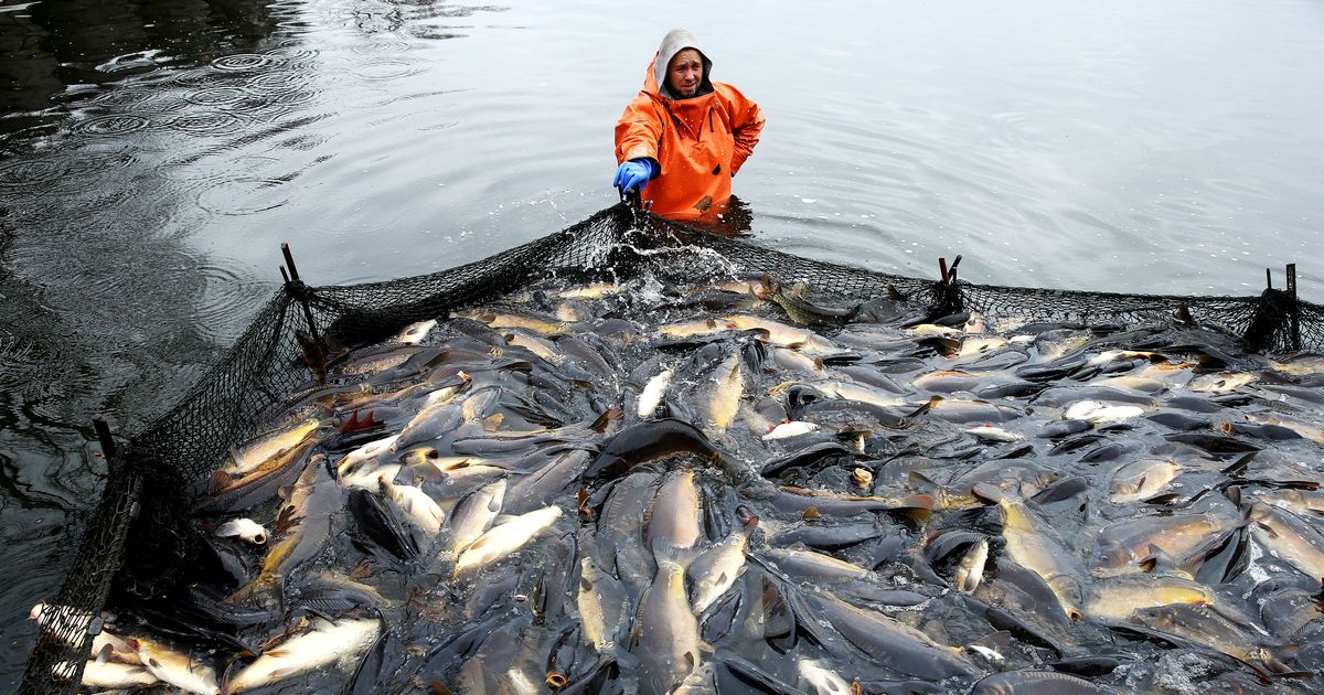 Bleakest Seafood Study Yet Says There’s Even Less Fish Left Than People ...