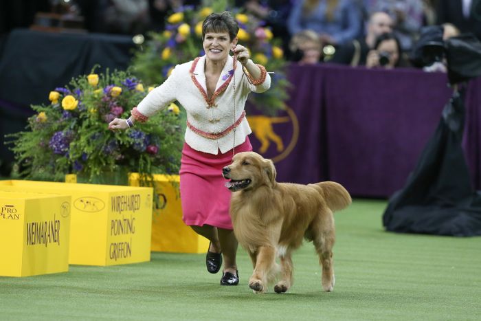 Daniel the Golden Retriever Did a Great Job at Westminster