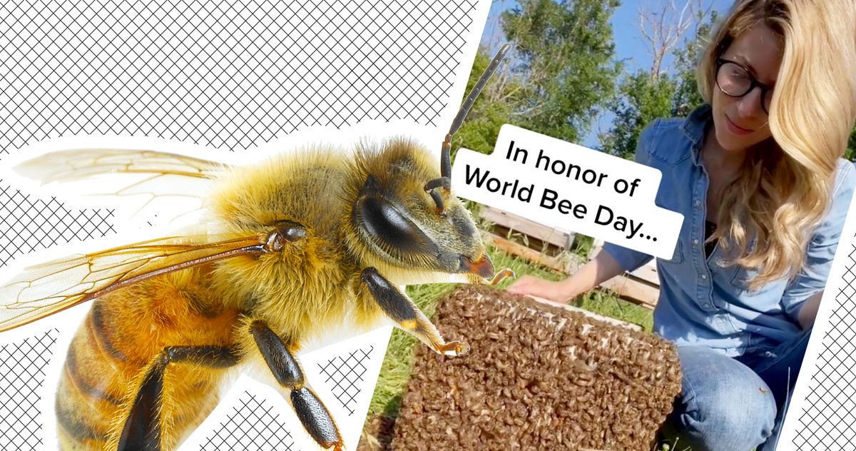 The Backlash Against the TikTok Bee Lady, Explained