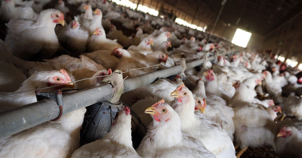 Big Poultry Wants Science to ‘Breed Out’ Chicken Suffering