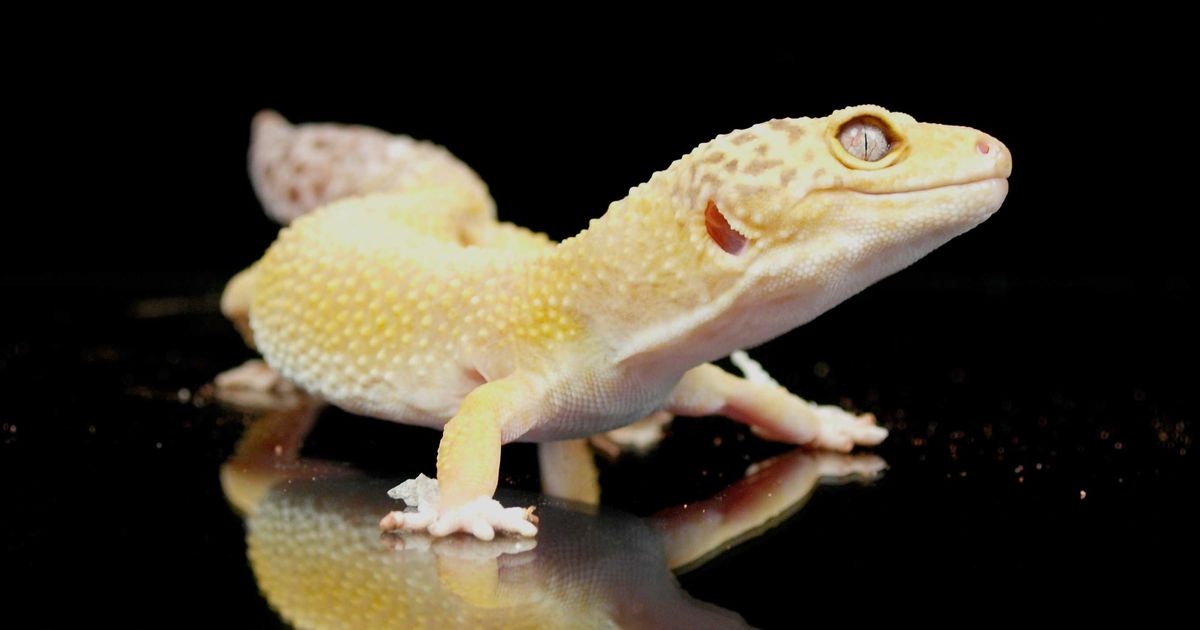 The Russian Sex Geckos Have Died in Space