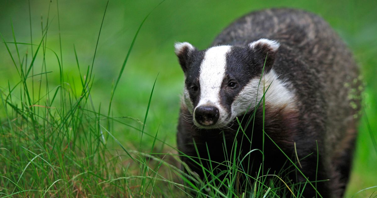Life As a Badger Taught a Man About Being Human -- Science of Us