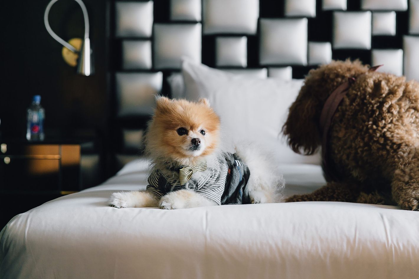 Chance the Rapper and a Bunch of Dogs Partied This Week