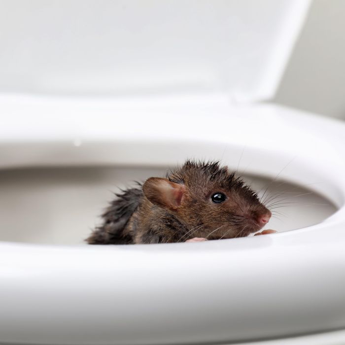 Toilet Up Wickes How To Fit A Toilet