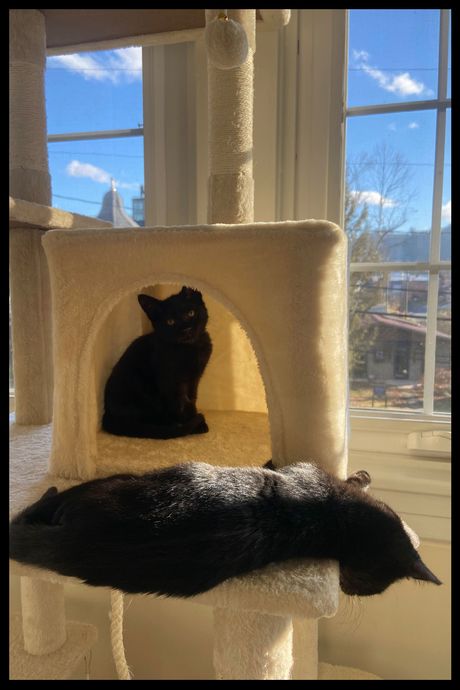 The Very Best Cat Trees, According to Cat People | The Strategist