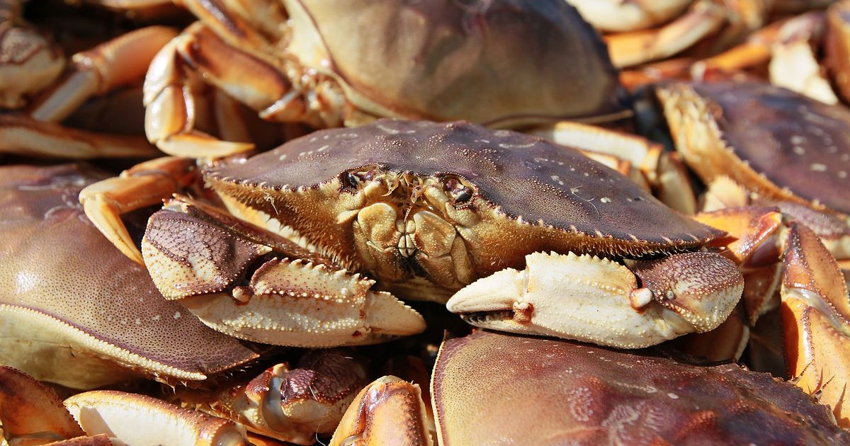 California’s Crab Is Finally — Finally — Safe to Eat Again