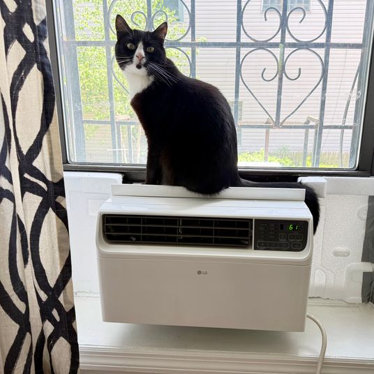 Best Fans: Honeywell, Lasko, VersionTech Reviews 2025 | The Strategist