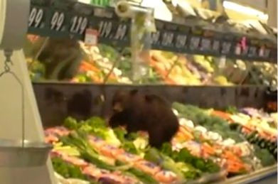 Watch a Baby Bear Wander Around a Grocery Store - Clickable - Vulture