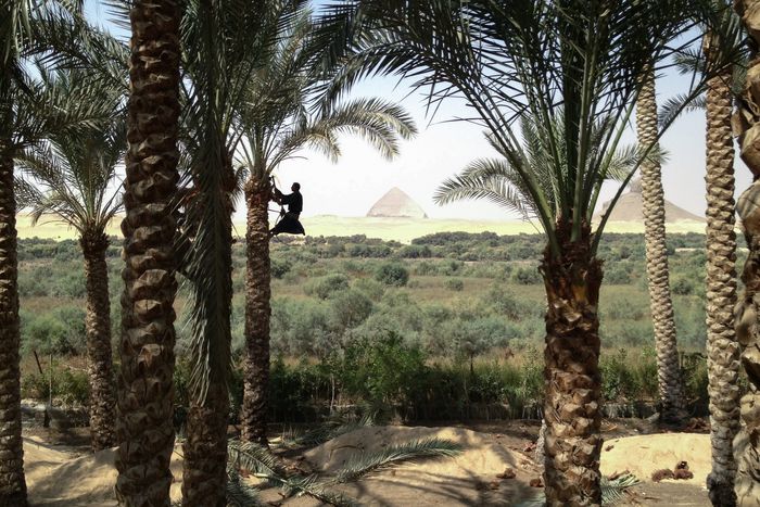 Photographer Christina Rizk on Date-Palm Harvesting in Egypt