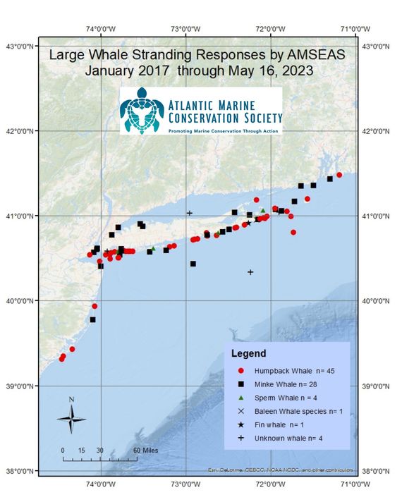 Interviewing AMSEAS’ Rob DiGiovanni About NYC Whale Burials