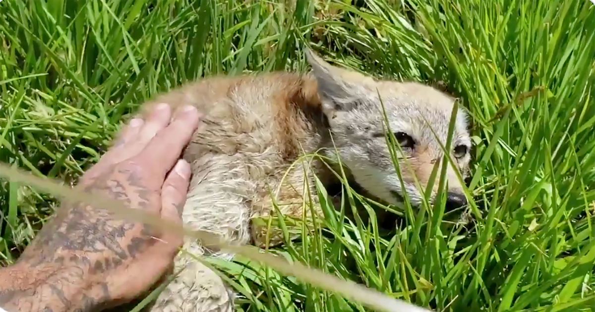 The Chicago Coyote Guy on the Story Behind That Viral Video