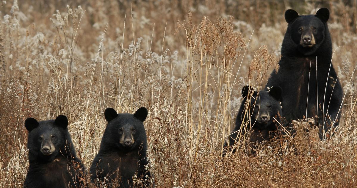 What Does It Mean If You re Dreaming About Bears 