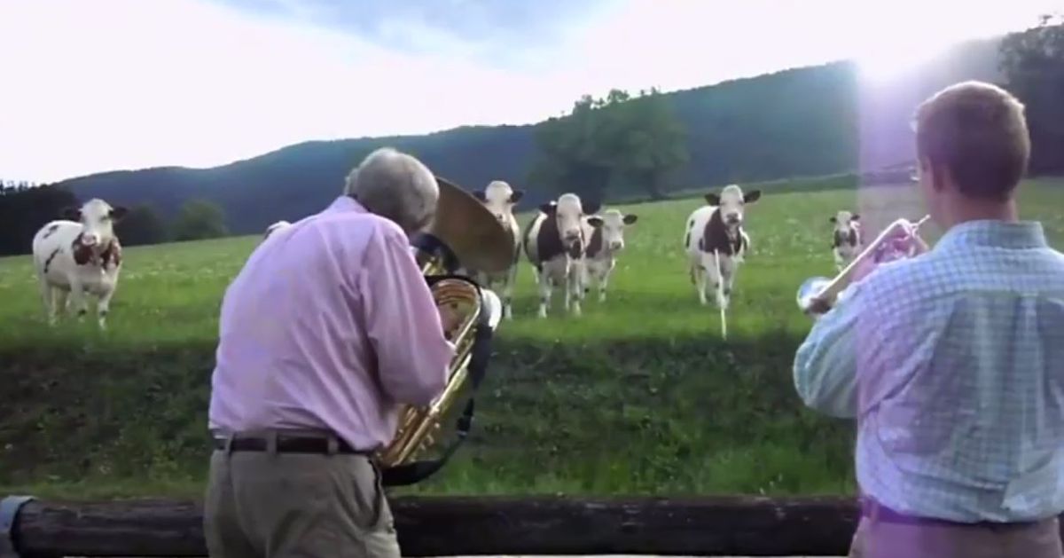 Watch a Herd of Cows Enjoy an Impromptu Band Performance - Clickable ...