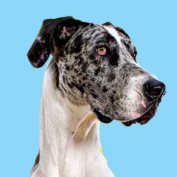 The Long History of Dog Breeders Making Dogs Much Sicker