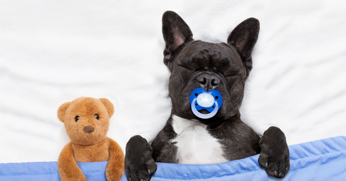 Bulldog Swallows 19 Baby Pacifiers