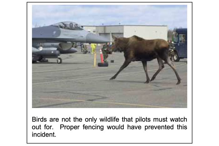 Plane vs. Bird: The Dark Side of Human-Aviation Relations