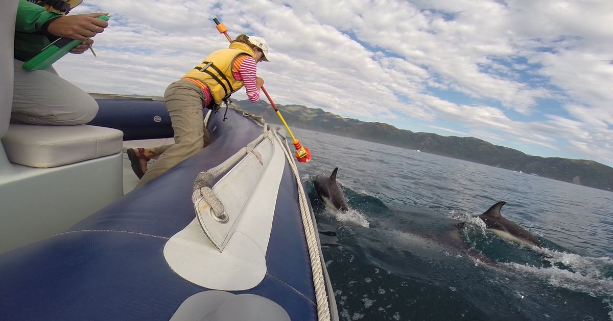 Watch Underwater Footage of the Secret Life of Wild Dolphins -- Science ...