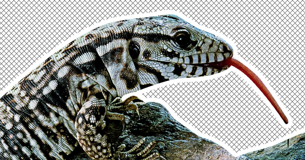 Big, ‘Voracious’ Argentine Tegu Lizards Lay Siege to Georgia