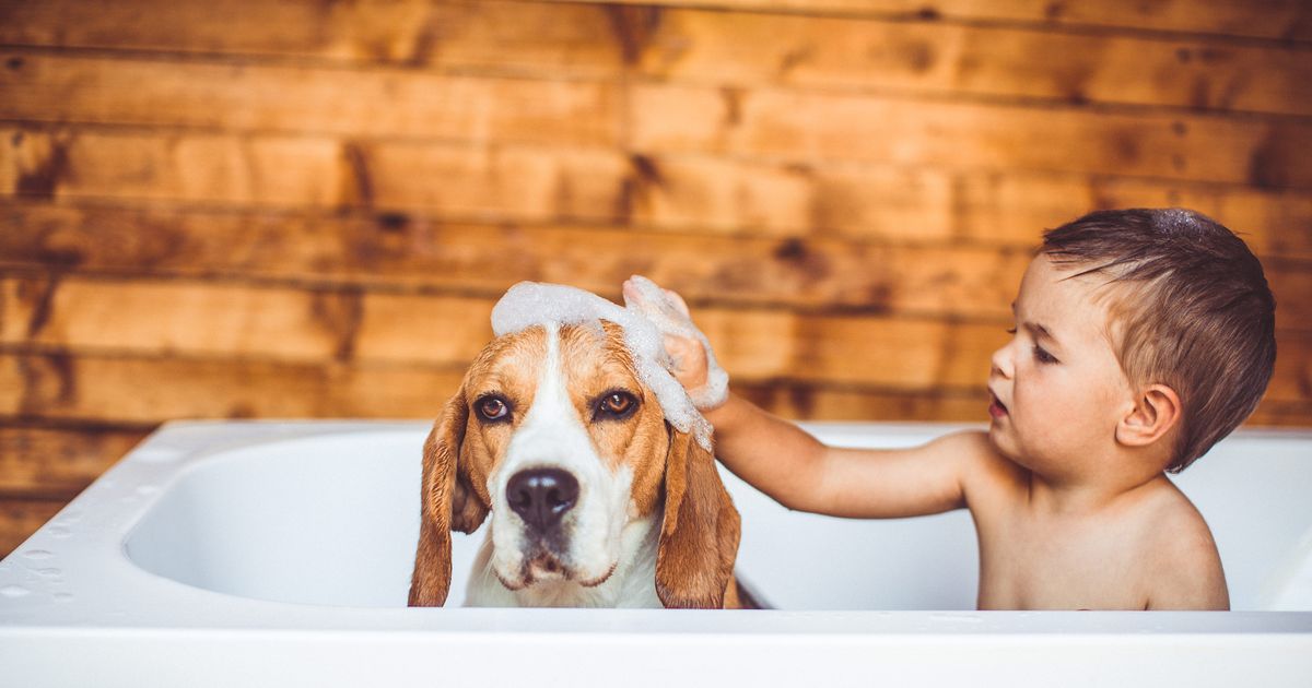 Kids Like Their Pets More Than They Like Their Siblings -- Science of Us