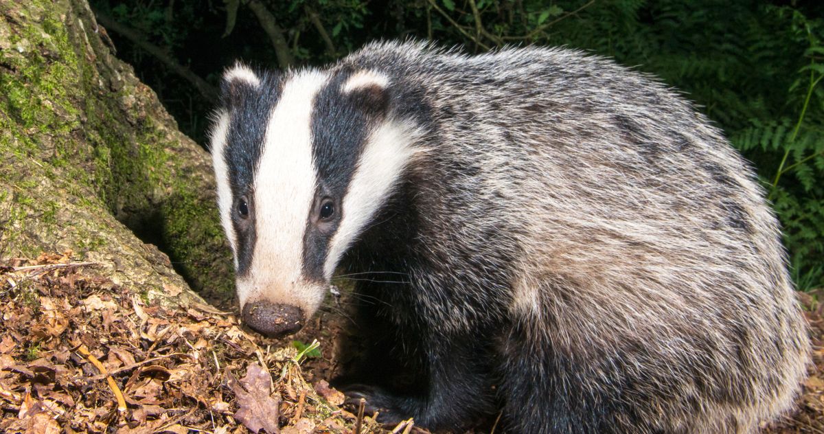 Archaeologist Badger Discovers Over 200 Ancient Coins