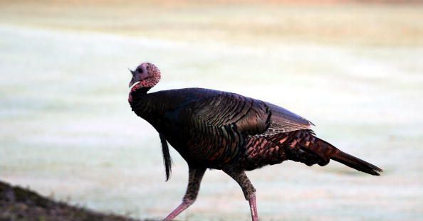 Staten Island’s Wild Turkeys Have Pooped Their Last
