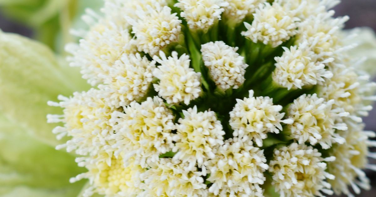 Butterbur: Benefits, Uses, and Where to Buy It