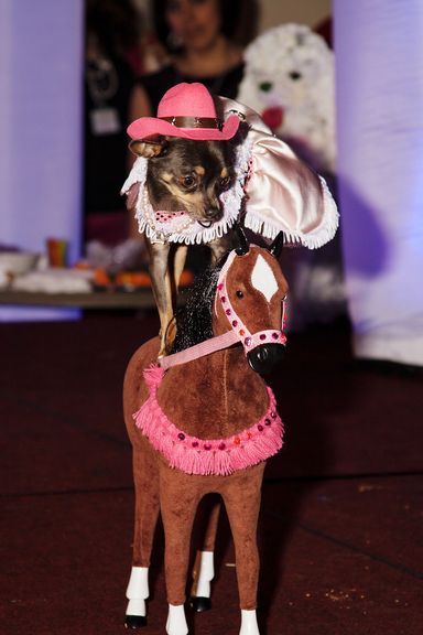 This Dog Beauty Pageant Was the Best Fashion Weekend Show
