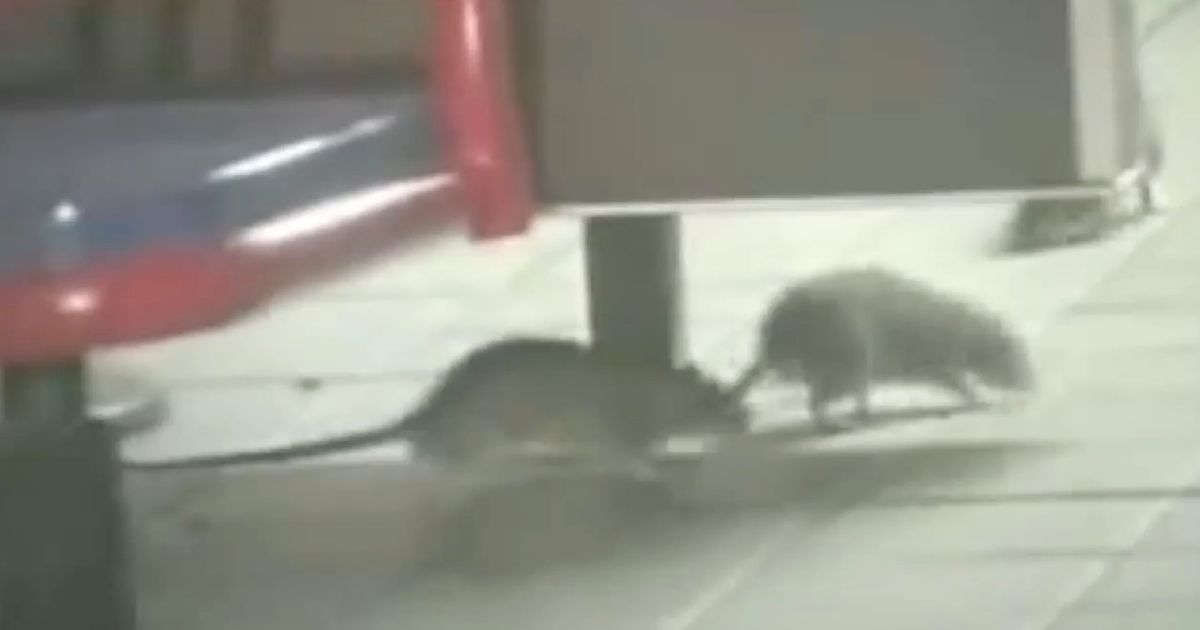 Watch This Supercut of Amateur Videos of NYC Rats