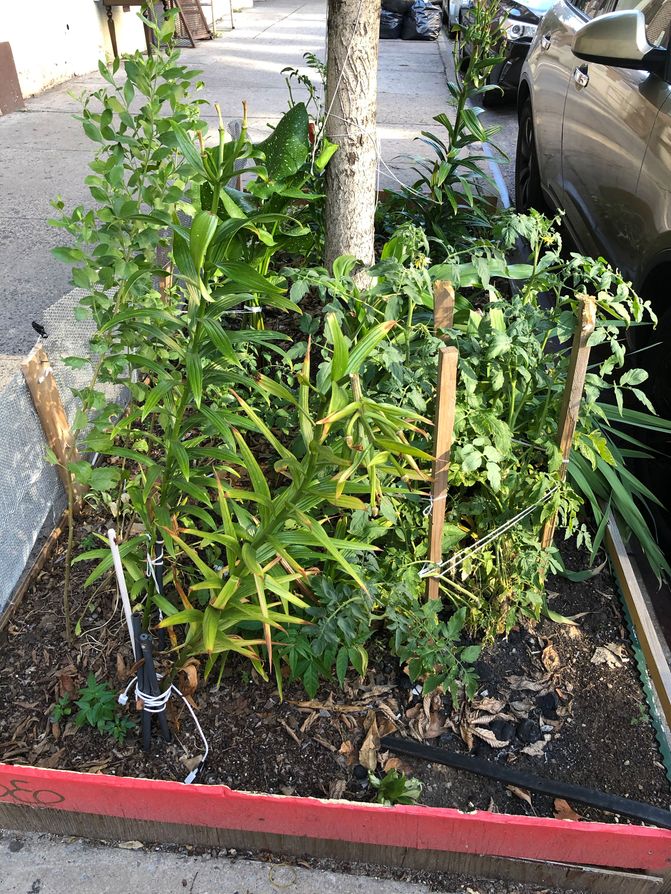 New York City’s Tree Pit Gardens