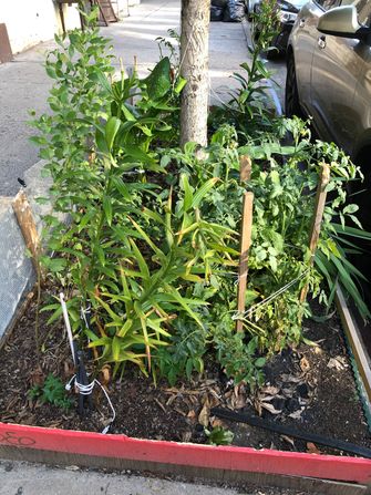 New York City’s Tree Pit Gardens