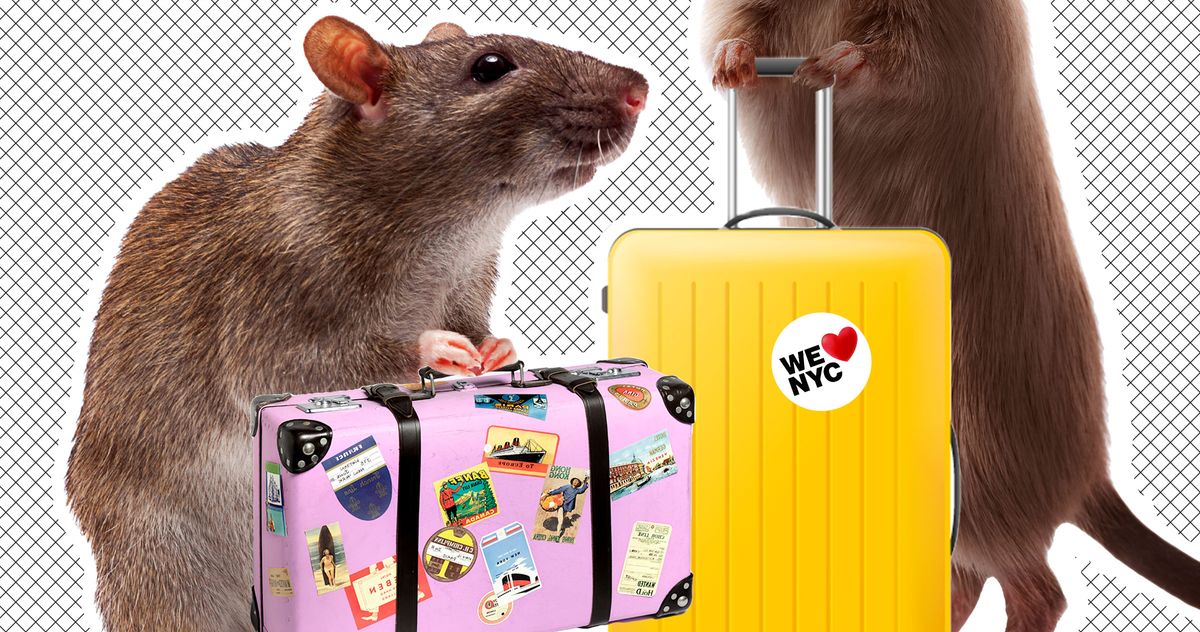 I Feel Bad for New York’s Rats