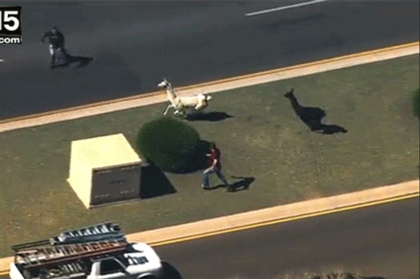 Llama Escape Memes