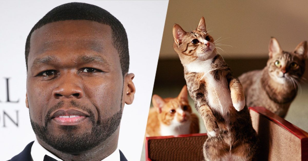 What 50 Cent Thinks of Manhattan’s Brand-New Cat Café