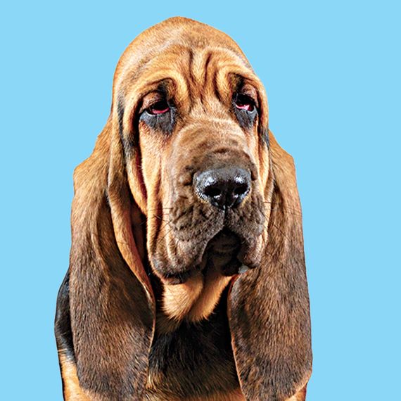 The Long History of Dog Breeders Making Dogs Much Sicker