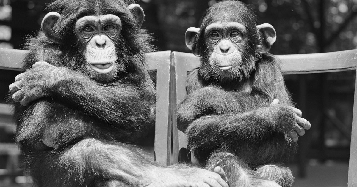 Having a Best Friend Makes Chimpanzees Less Stressed -- Science of Us