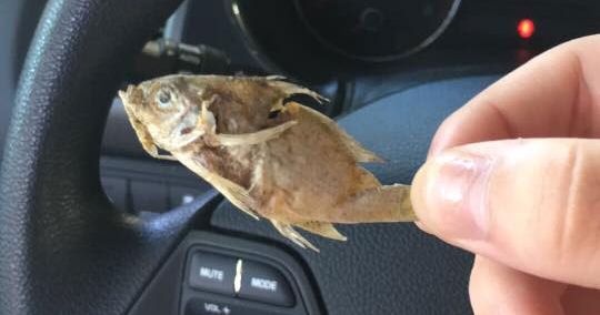 Teen Finds Dried Fish in Between Car Seat Cushions