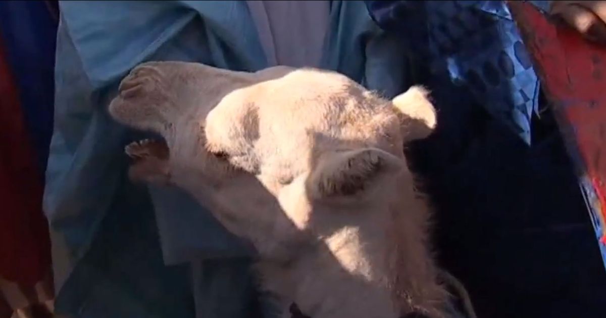 A Duet Between Taylor Swift and the French President’s Dead Camel