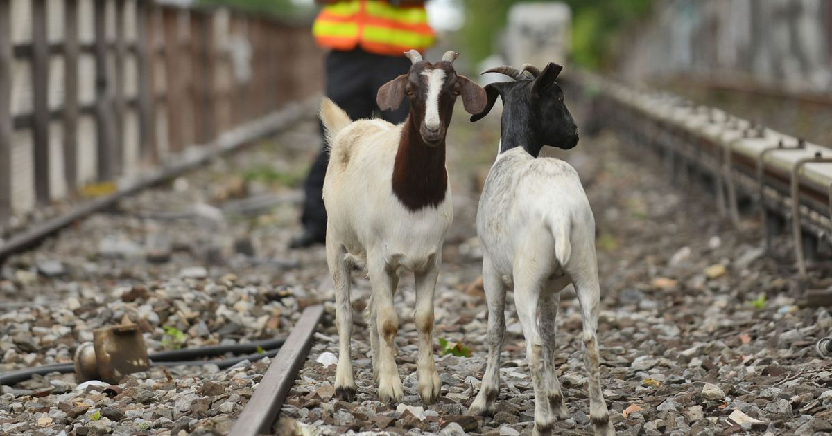 All the Animals Delaying Your Morning Commute