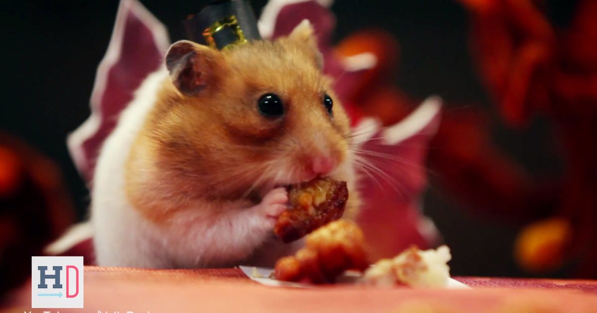 The Tiny Hamster Thanksgiving Video Is Everything Right About America