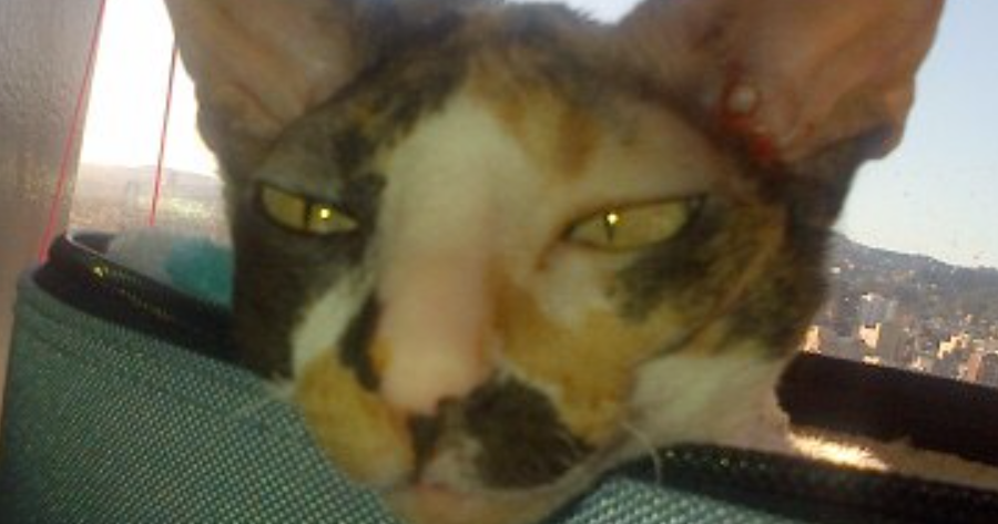 This Cat Embodies the Face of Every Bad Day