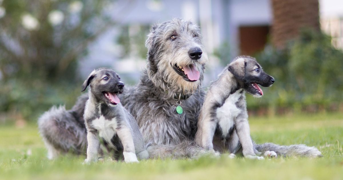 The World's First Dog Identical Twins Are Here -- Science of Us