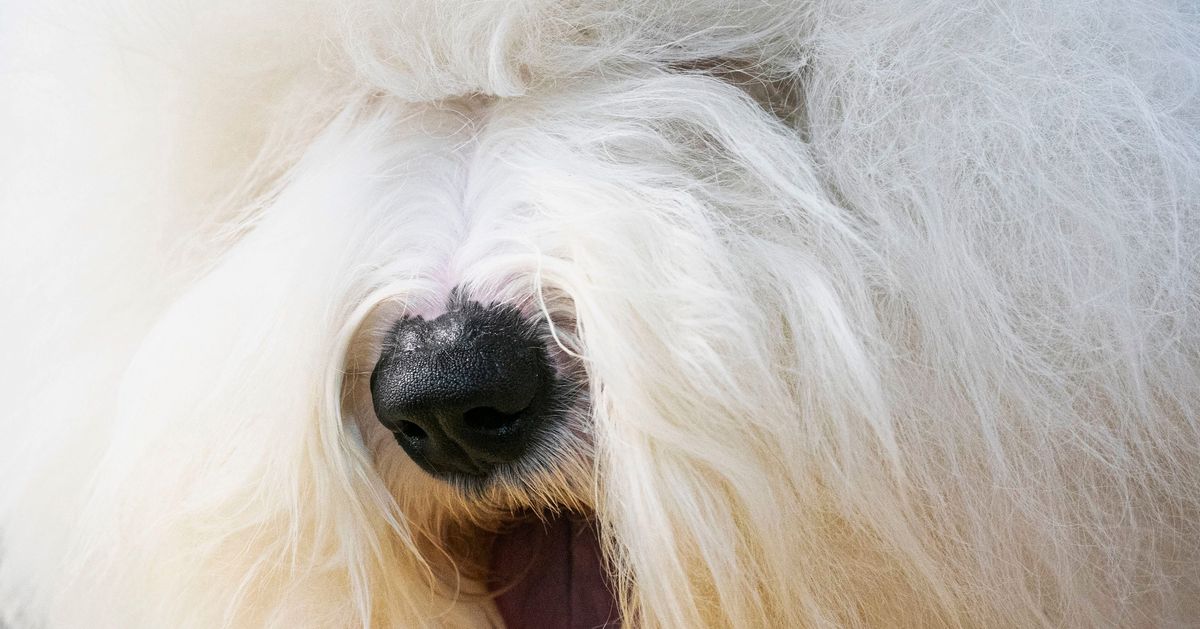 Which Dog Will Win Westminster’s Best in Show 2020?