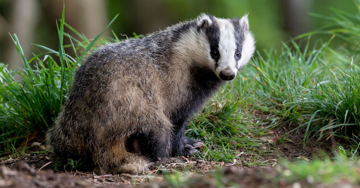 Trump Often Asked Reince Priebus How Badgers ‘Work’: Report