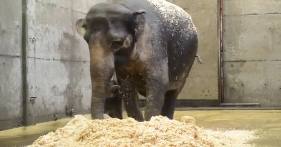 Baby Elephant Loves Wood Shavings More Than You Love Anything