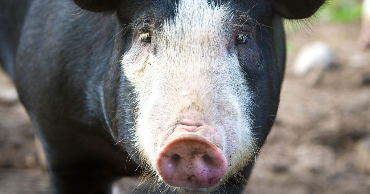 China Wants Nothing to Do With America’s Drugged-Up Pork