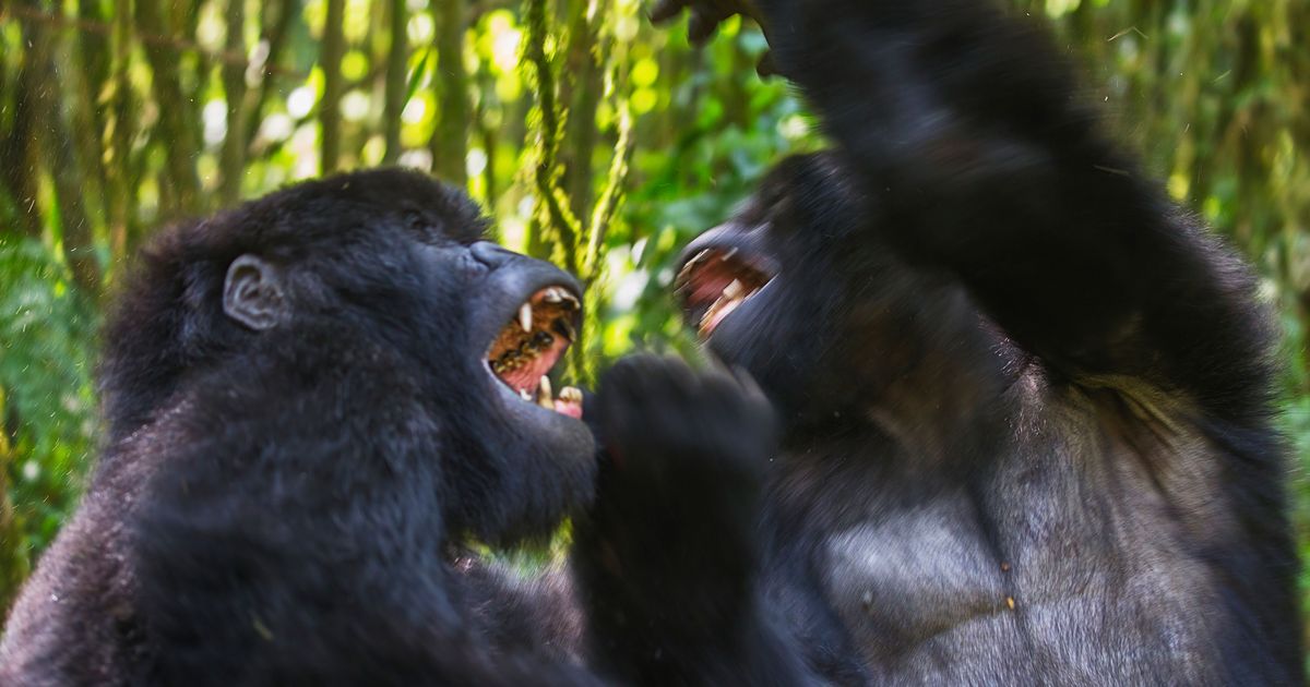 Gorilla Attack Oprah