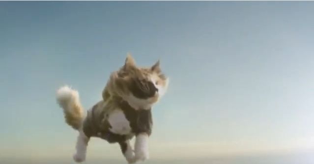 Cats Go Skydiving