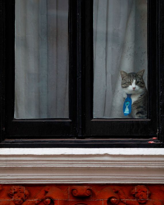 What Happened to Julian Assange’s Embassy Cat?